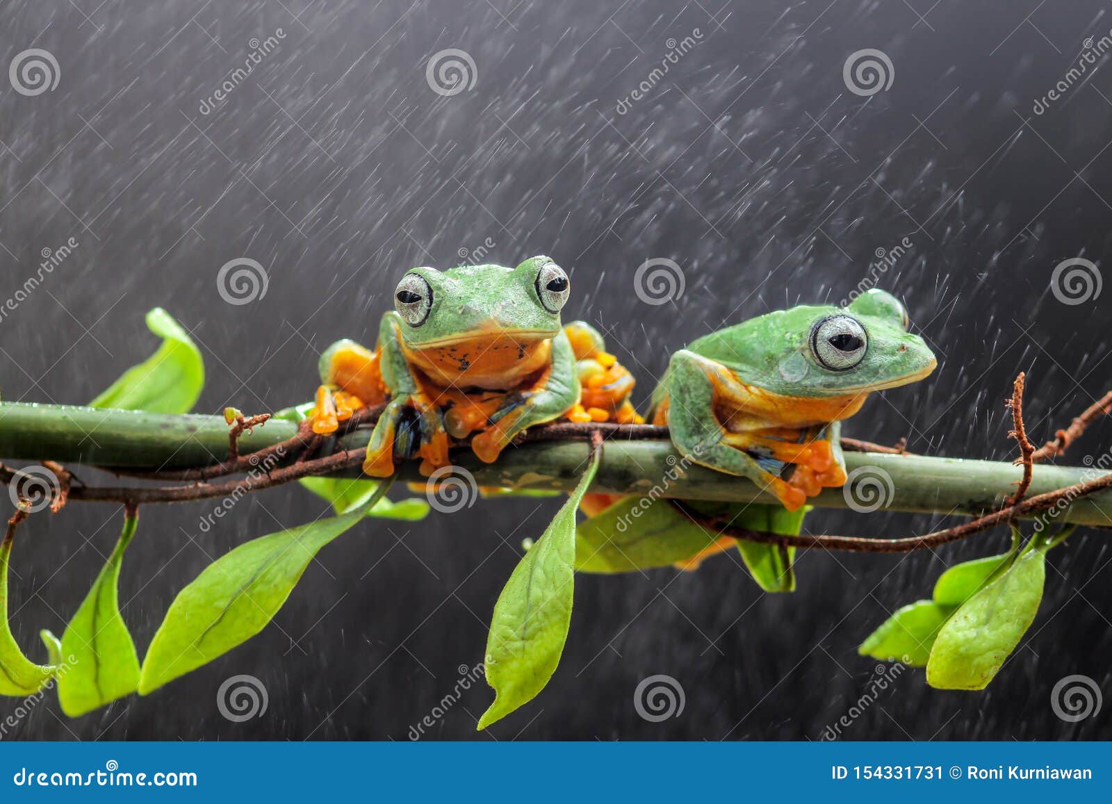 Tree Frog, Tree Leaf on the Leaf Branch Stock Image - Image of grass ...