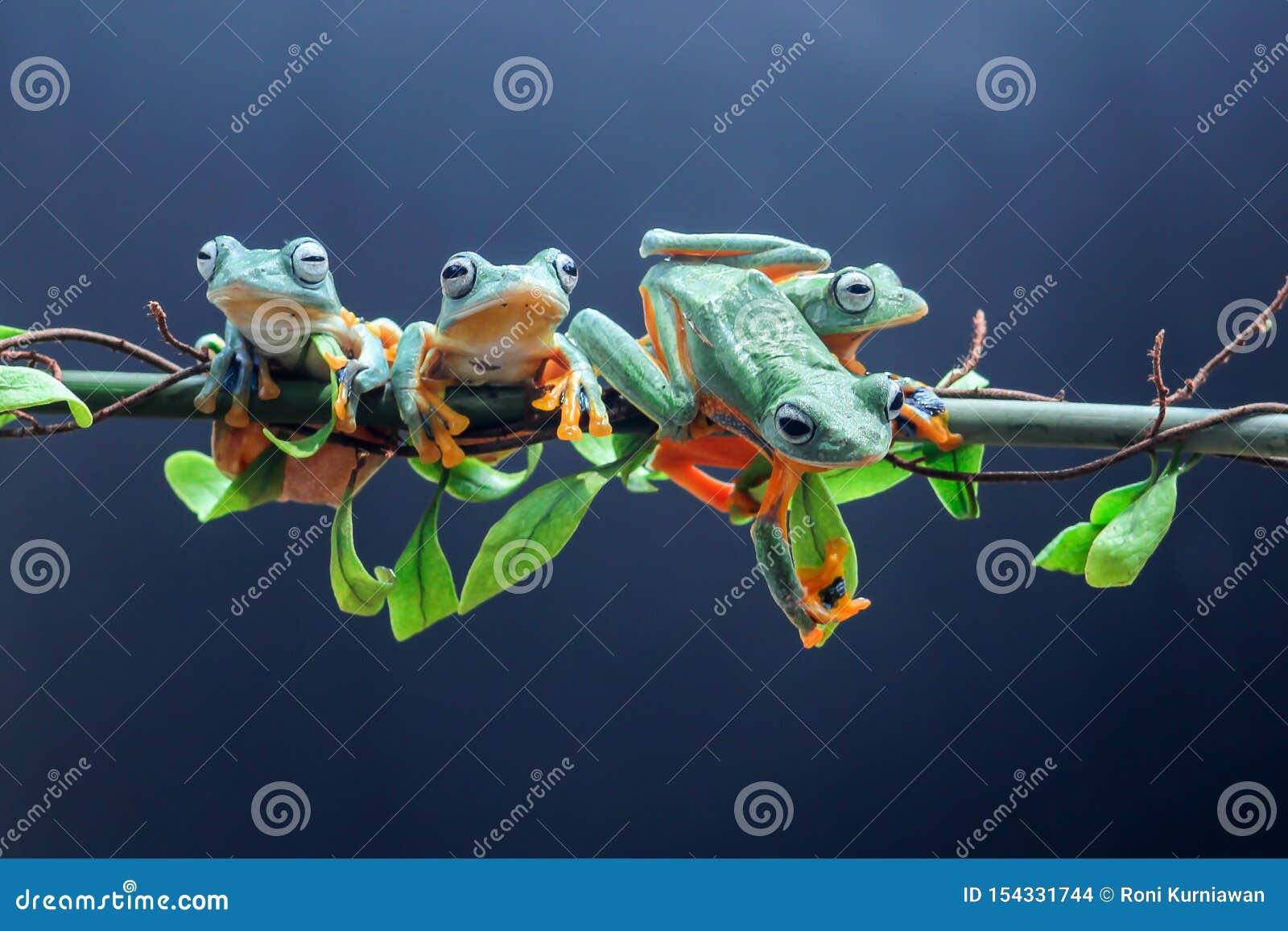 Tree Frog, Tree Leaf on the Leaf Branch Stock Photo - Image of close ...