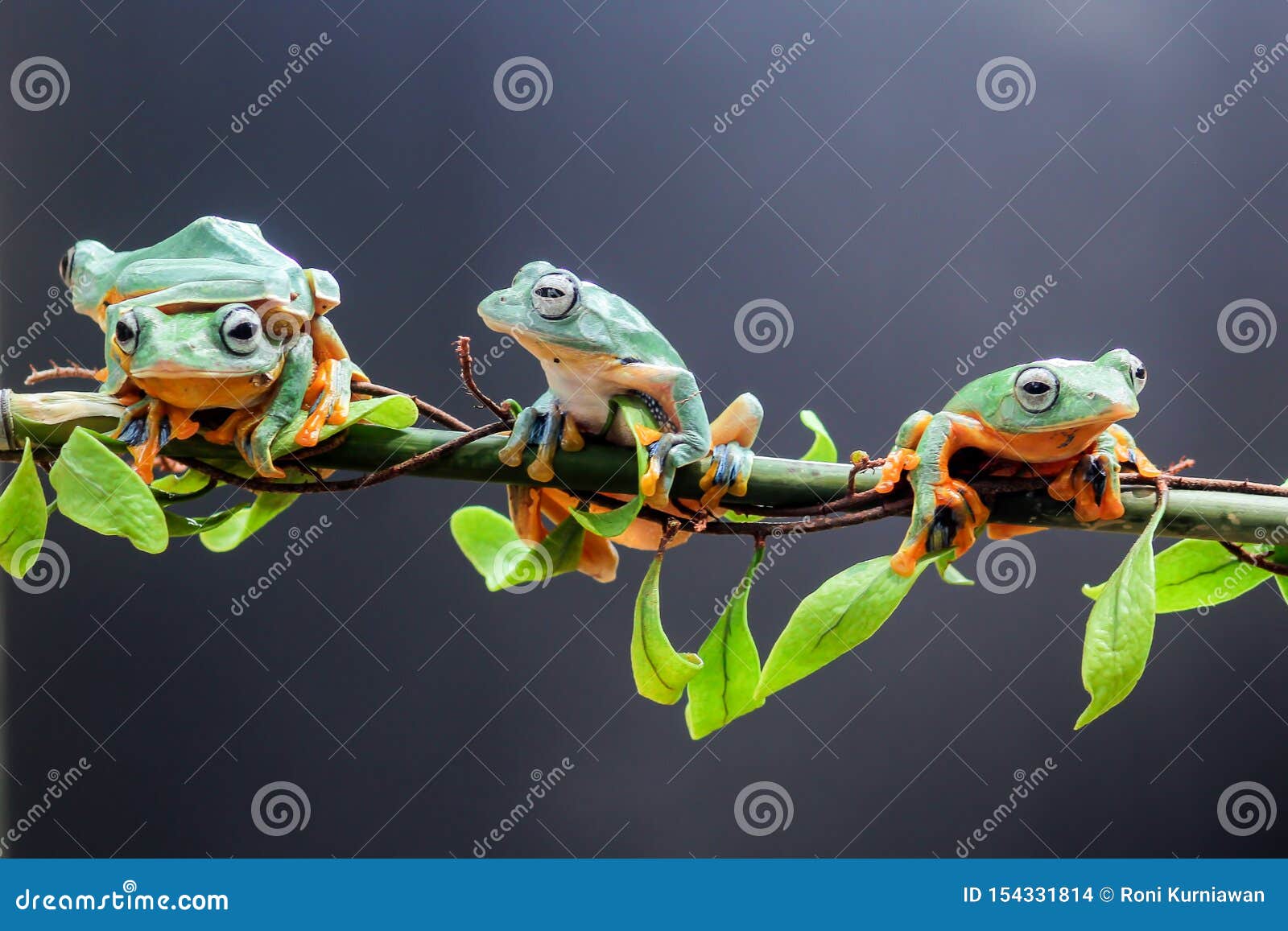 Tree Frog, Tree Leaf on the Leaf Branch Stock Photo - Image of colorful ...