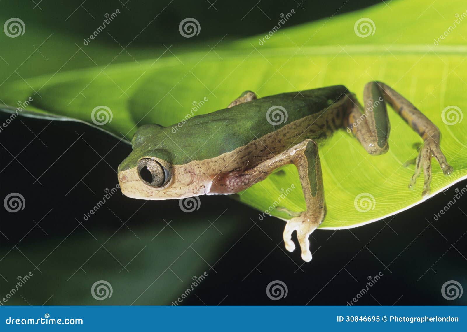 Tree frog on leaf close-up stock image. Image of animals - 30846695