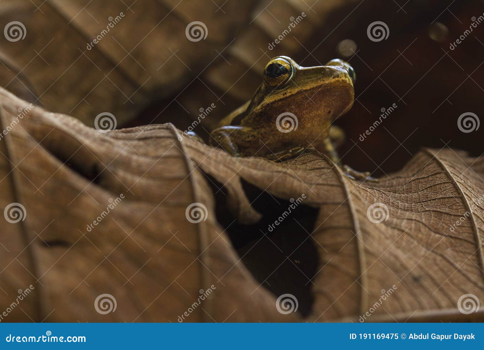 Tree Frog on Leaf stock image. Image of mantish, lizard - 191169475
