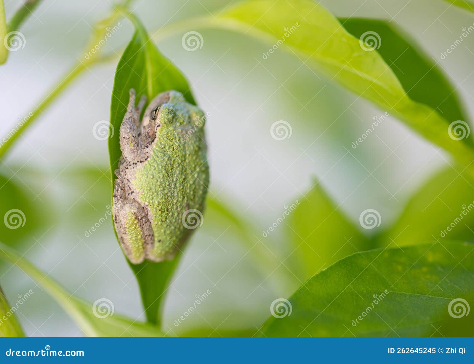Tree frog on leaf stock image. Image of produce, crest - 262645245
