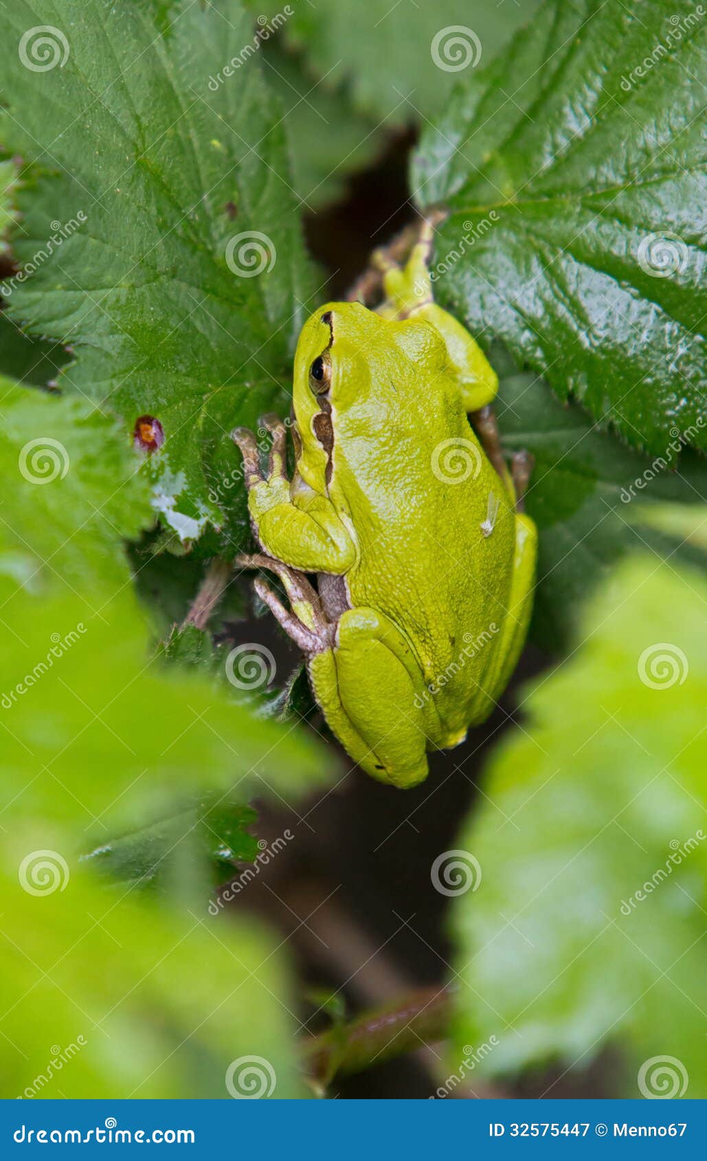 Tree frog on leaf stock image. Image of environment, nature - 32575447