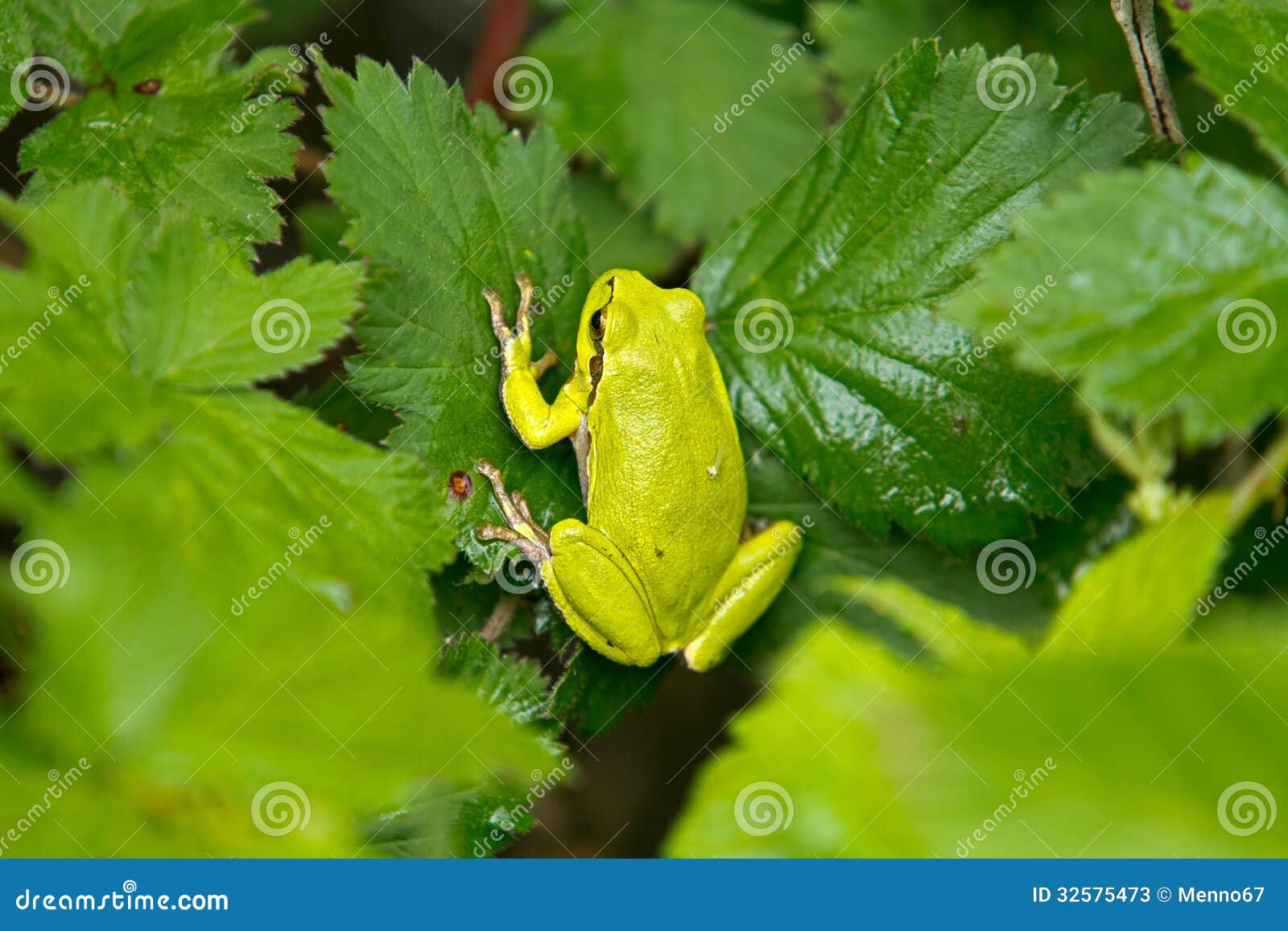 Tree frog on leaf stock image. Image of conservation - 32575473