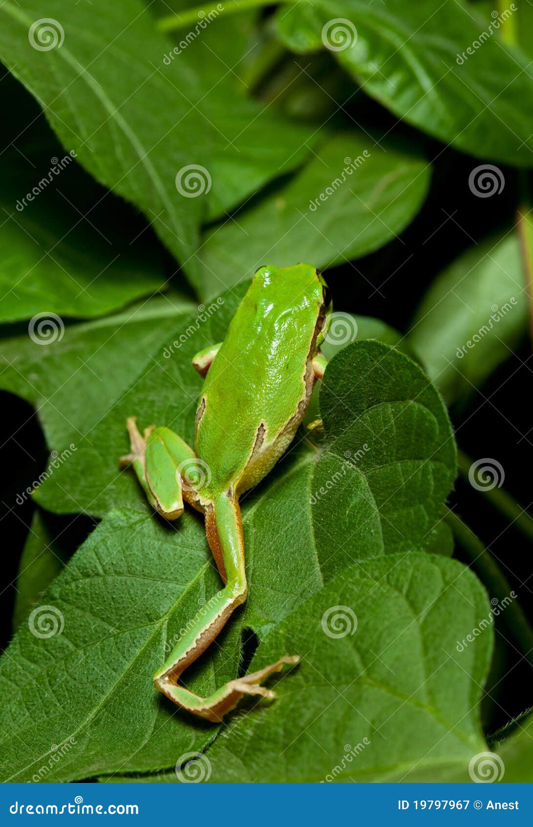 Tree frog on leaves stock image. Image of climbing, amphibian - 19797967