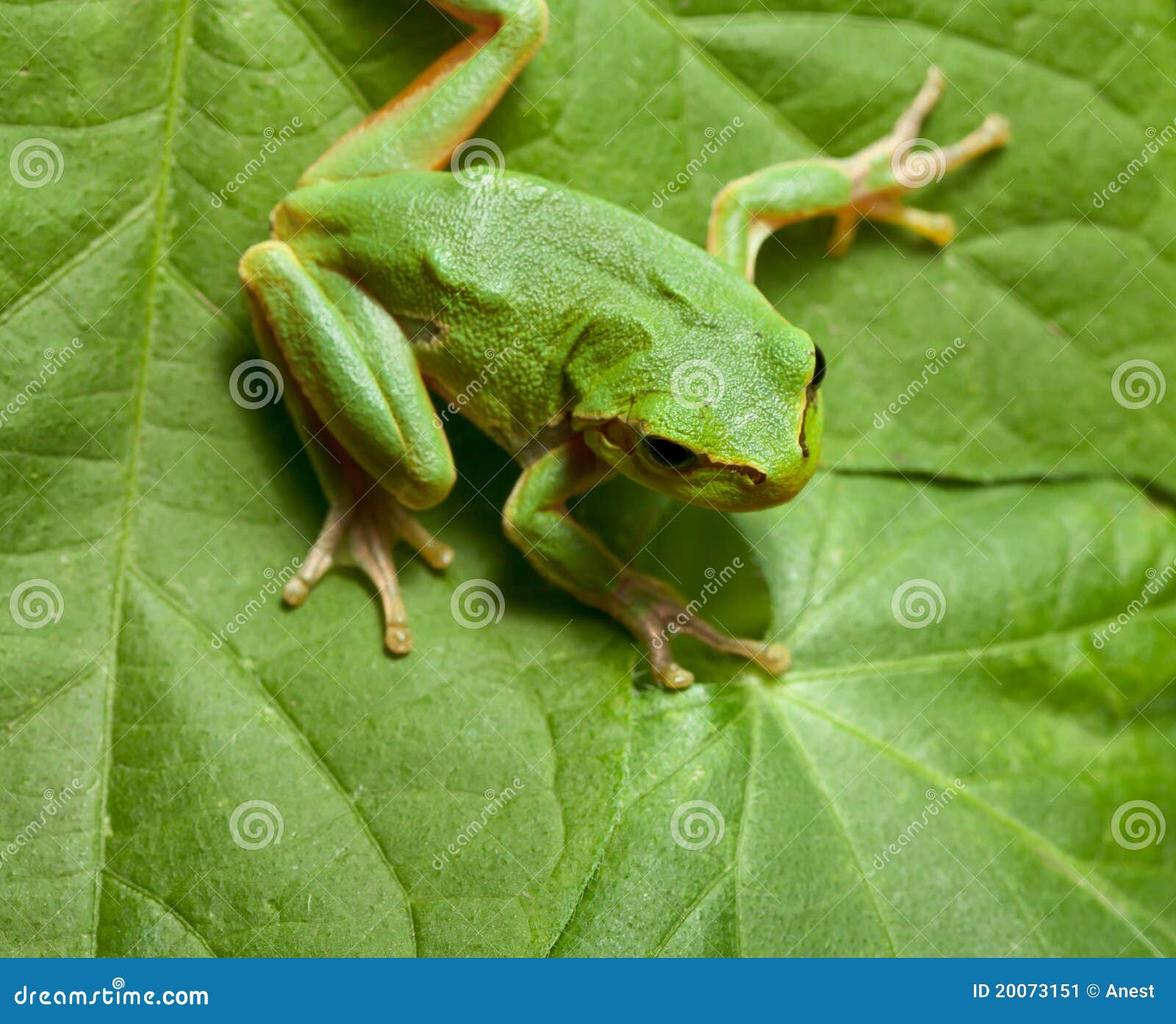 Tree Frog on Leaves Background Stock Image - Image of leaf, hyla: 20073151