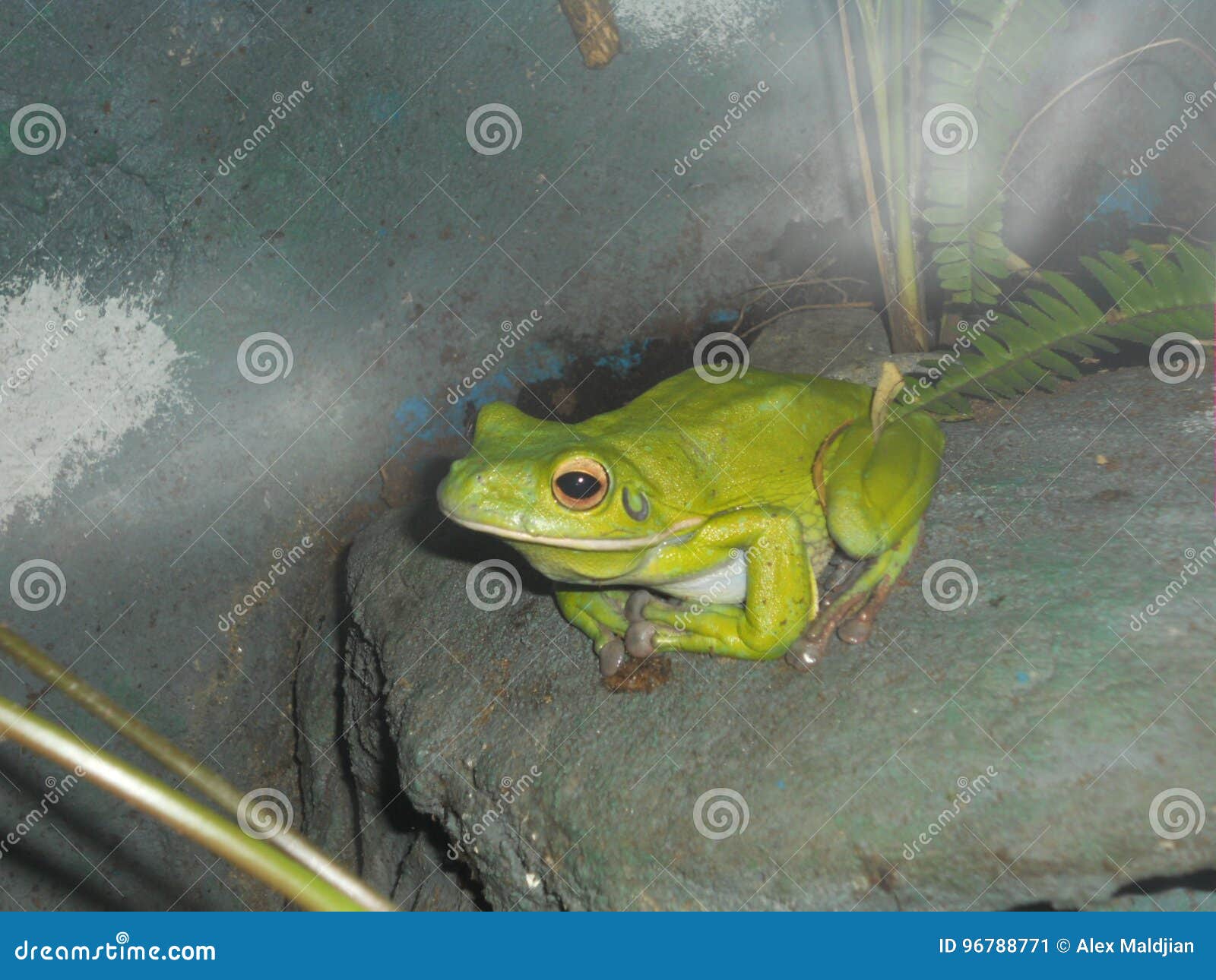 Tree frog stock image. Image of tree, light, toad, frog - 96788771