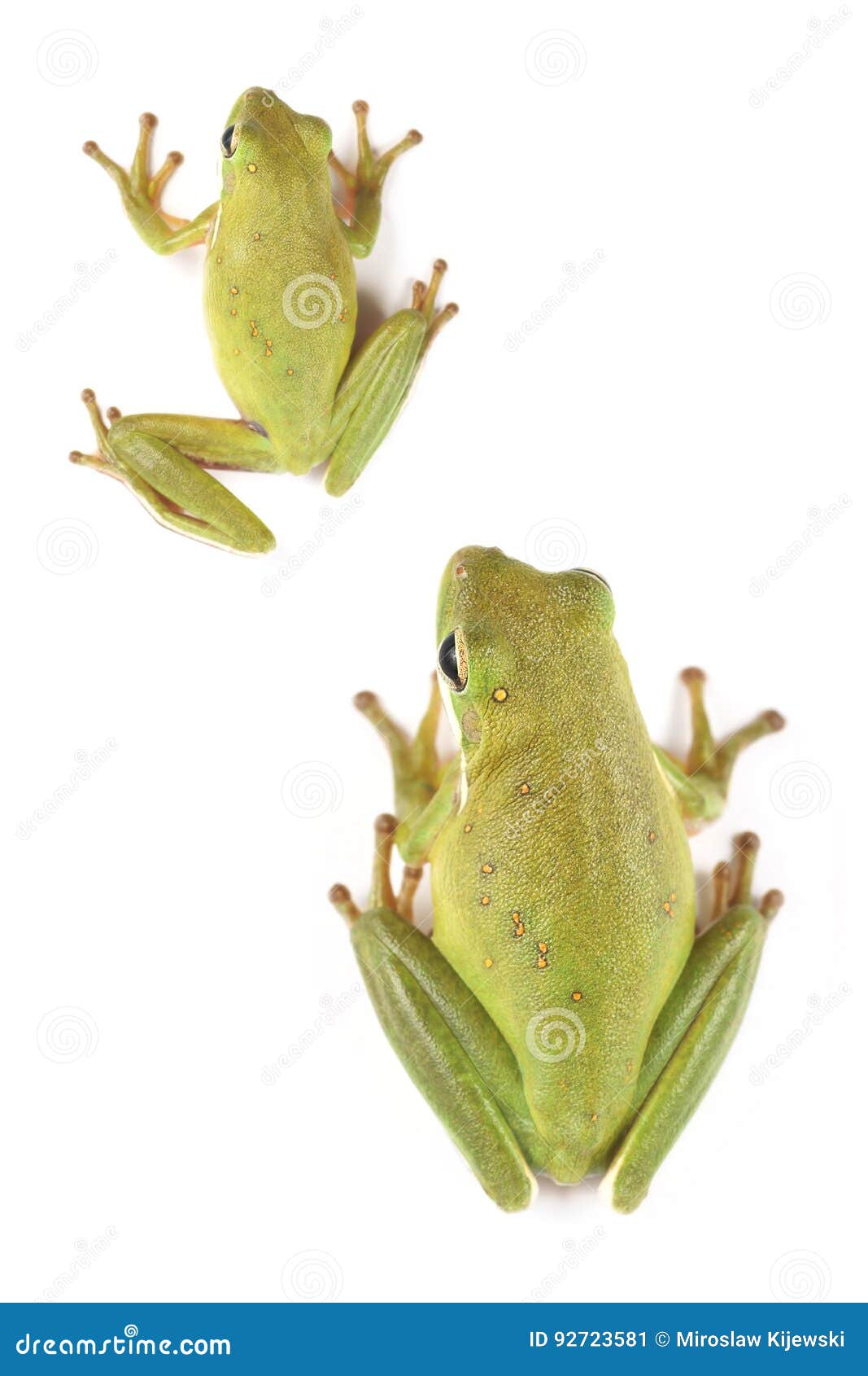 Tree Frog Litoria Infrafrenata Stock Image - Image of orange, porous ...