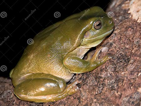 Tree Frog (Litoria Splendida) Australia Stock Image - Image of wetlands ...
