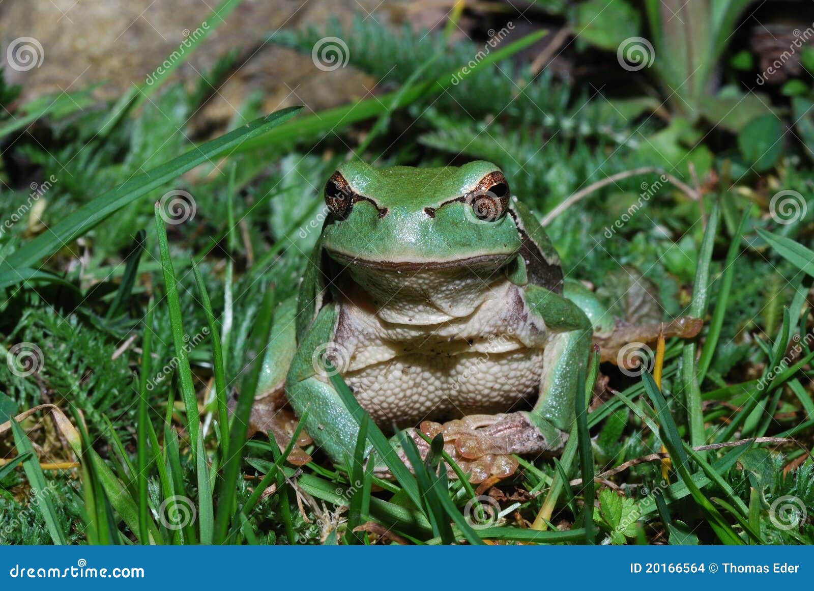 Tree Frog Look into the Camera Stock Photo - Image of jungle ...