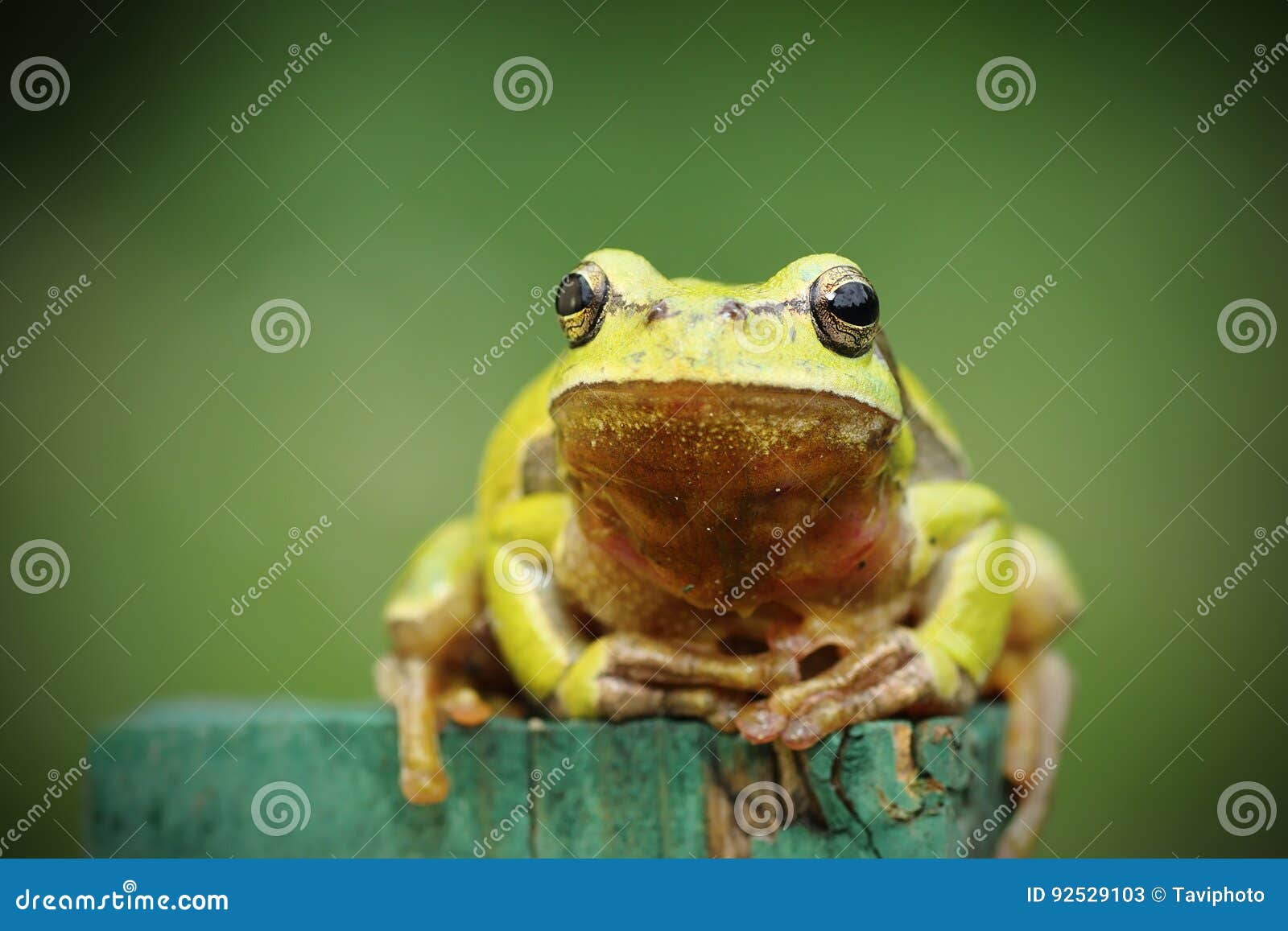 Tree Frog Looking at Camera Stock Image - Image of camouflage, full ...