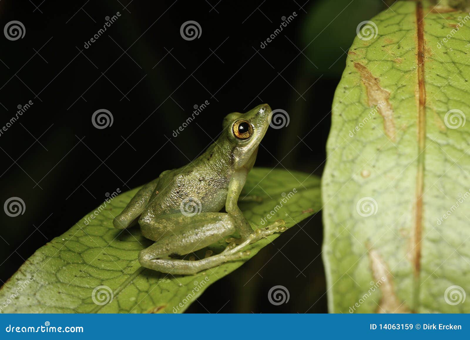Tree frog looking up stock image. Image of frog, wild - 14063159