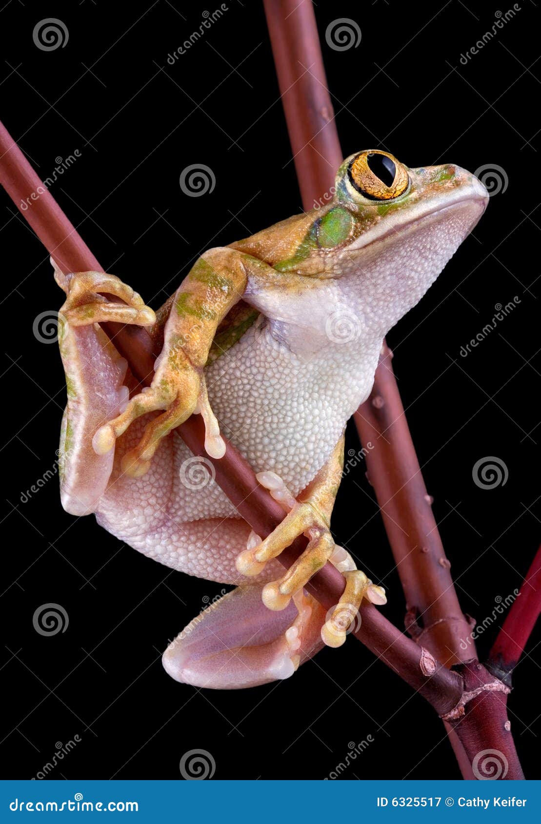 Tree frog looking up stock image. Image of macro, nature - 6325517