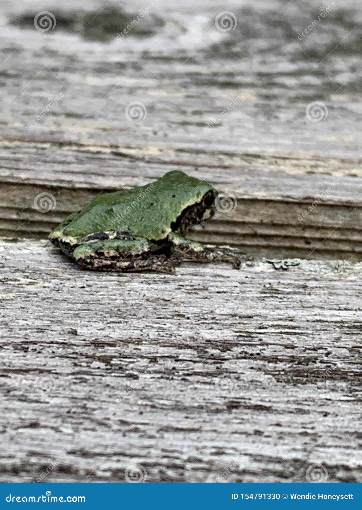 Tree frog stock photo. Image of green, michigan, frogs - 154791330
