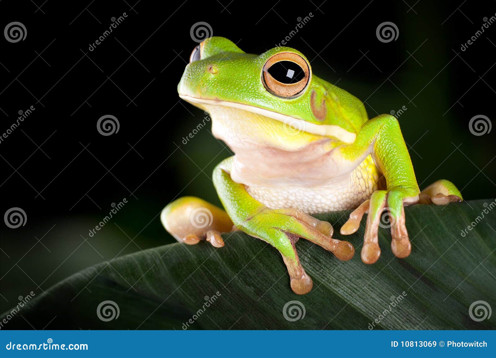 Tree Frog Stock Image | CartoonDealer.com #3465439