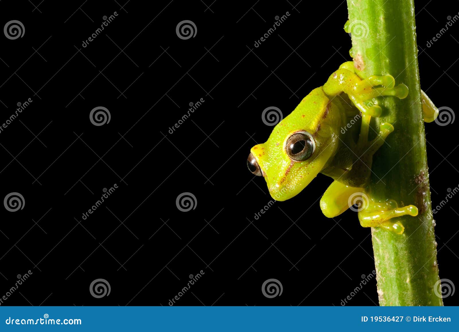 Tree Frog at Night in Brazil Amazon Rain Forest Stock Image - Image of ...