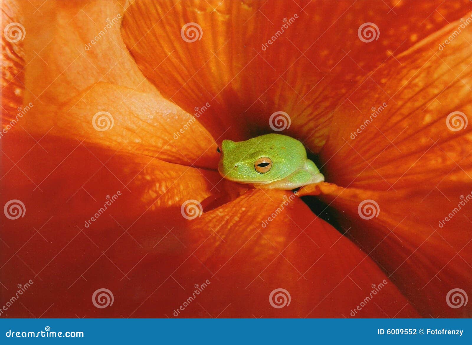 Tree Frog in Orange Hibiscus. Stock Photo - Image of brilliant, orange ...
