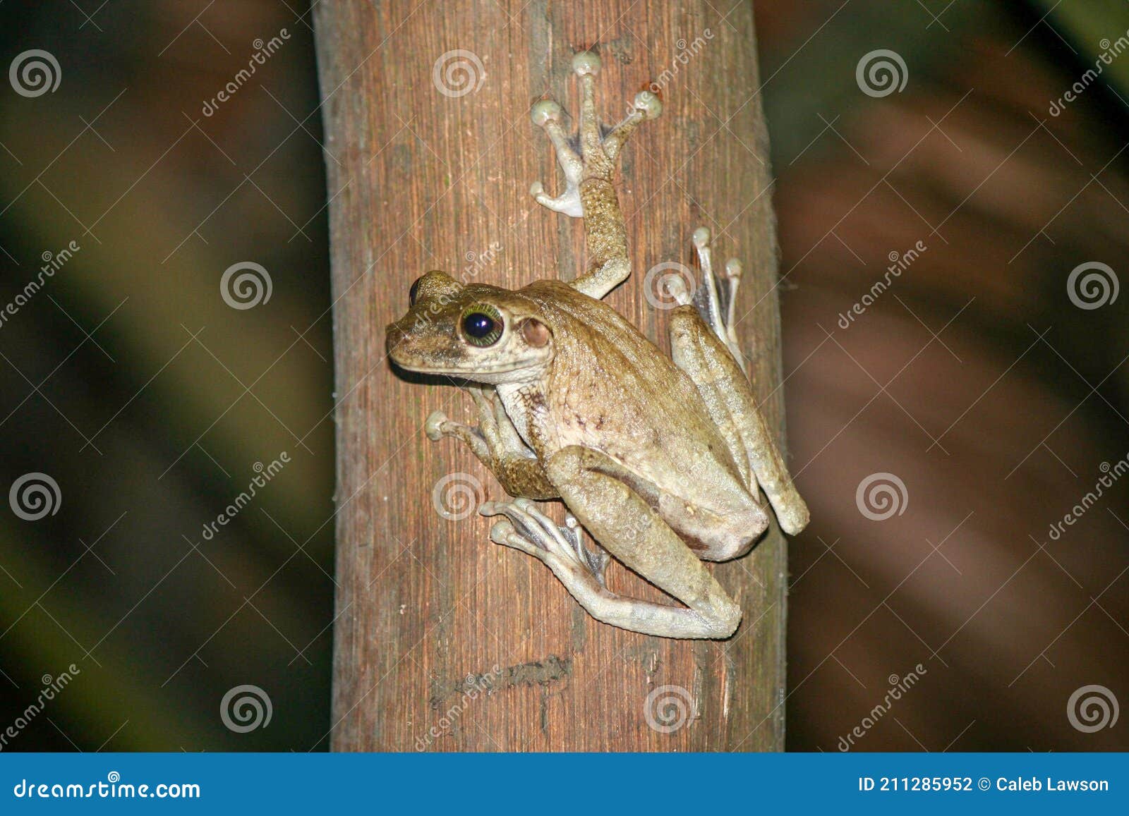 Tree Frog in Peruvian Amazon Stock Photo - Image of peru, tree: 211285952