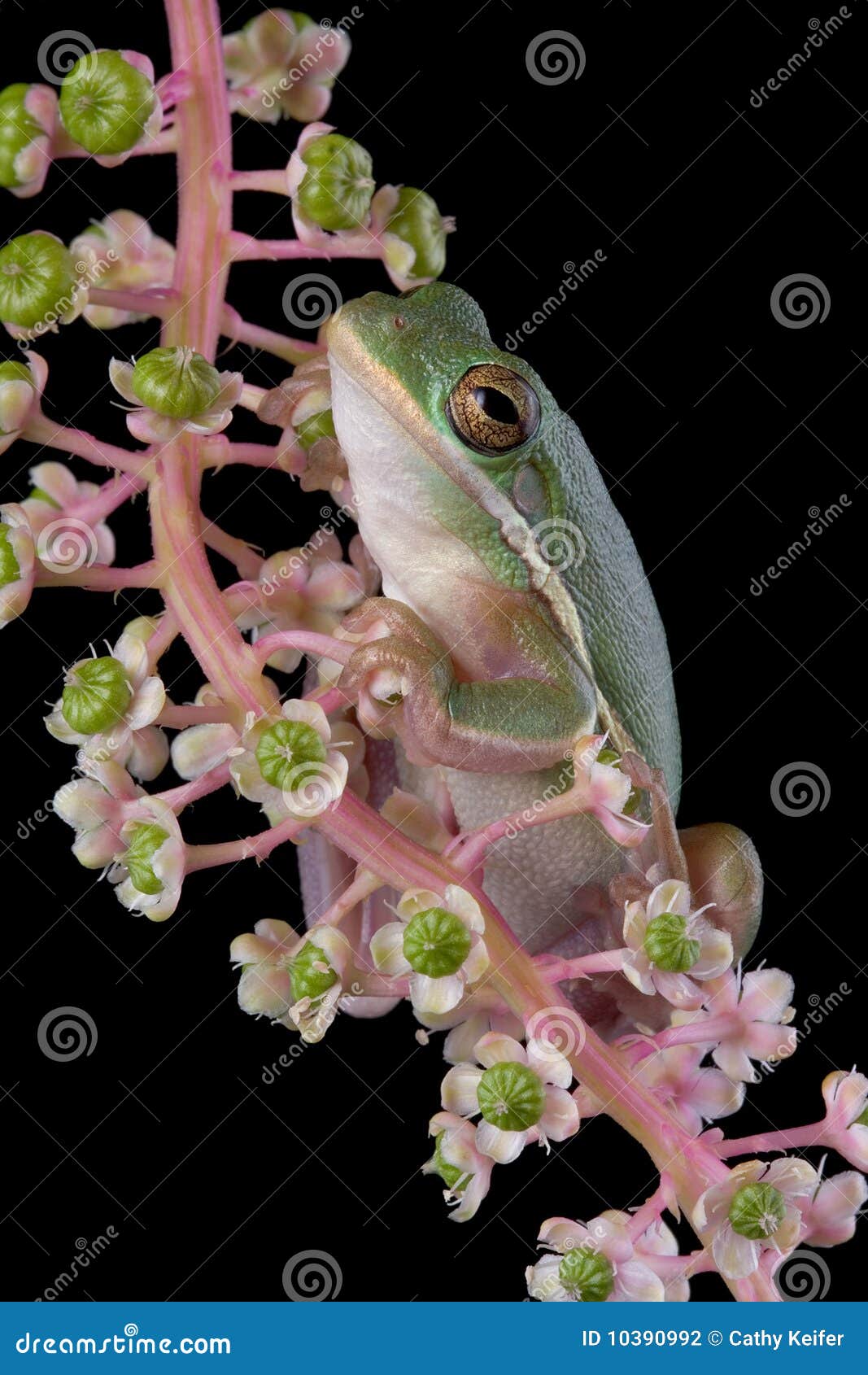 Tree frog on poke weed stock photo. Image of weed, amphibian - 10390992