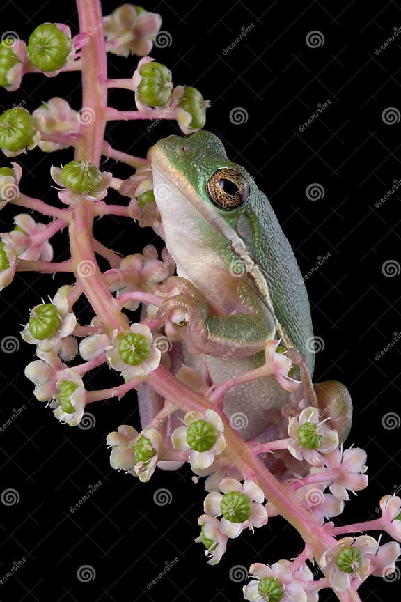 Tree frog on poke weed stock photo. Image of weed, amphibian - 10390992