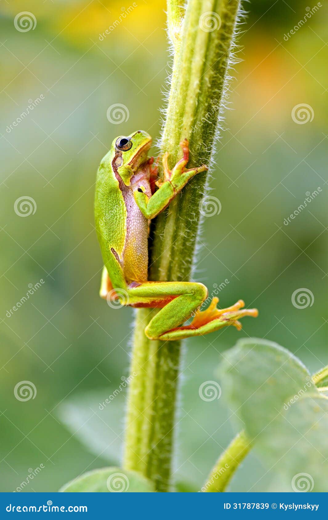 Tree frog stock image. Image of themes, sucker, branch - 31787839