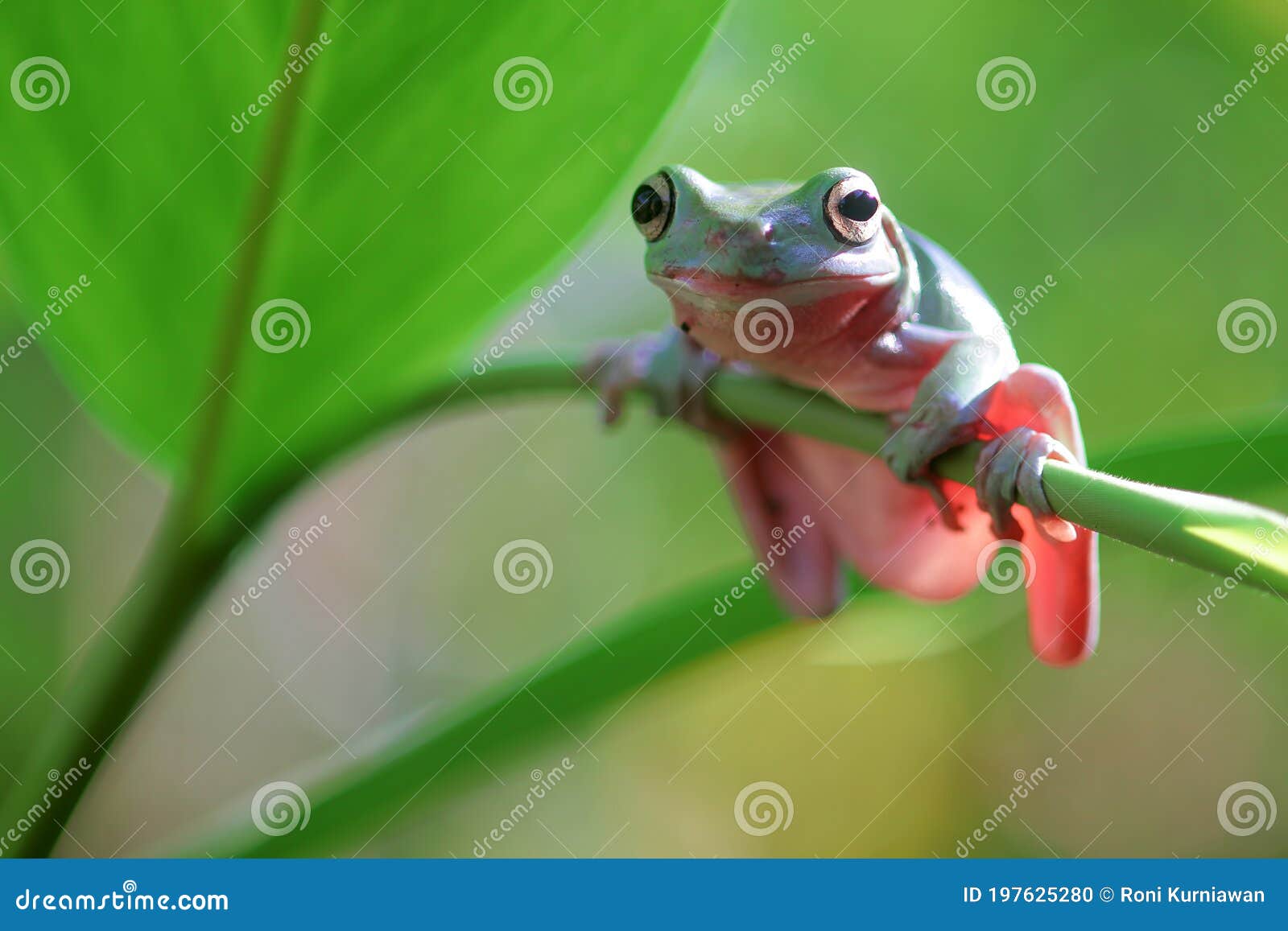 Tree frog portrait stock photo. Image of eyes, still - 197625280