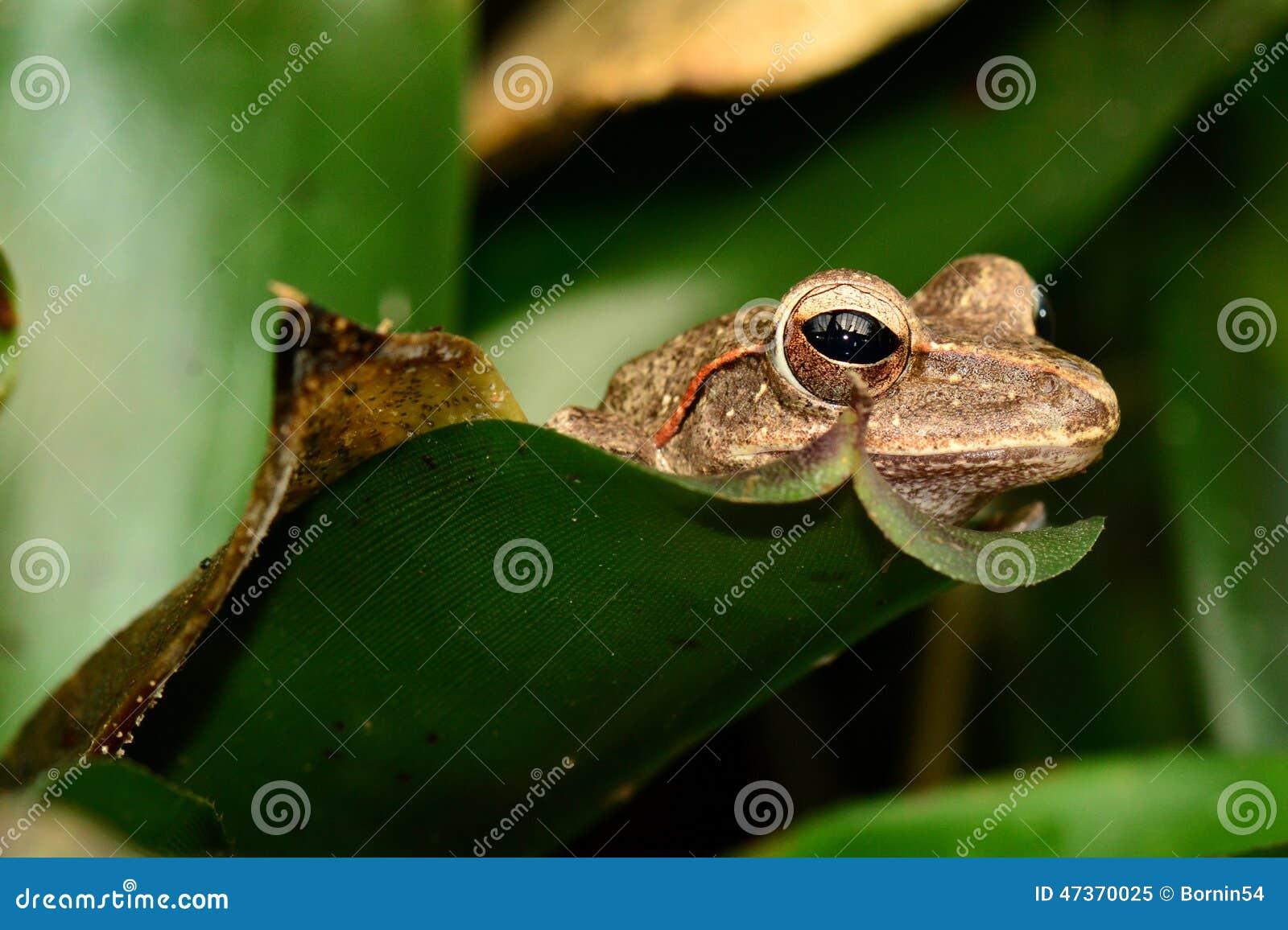 Tree frog portrait stock image. Image of toad, dartfrog - 47370025