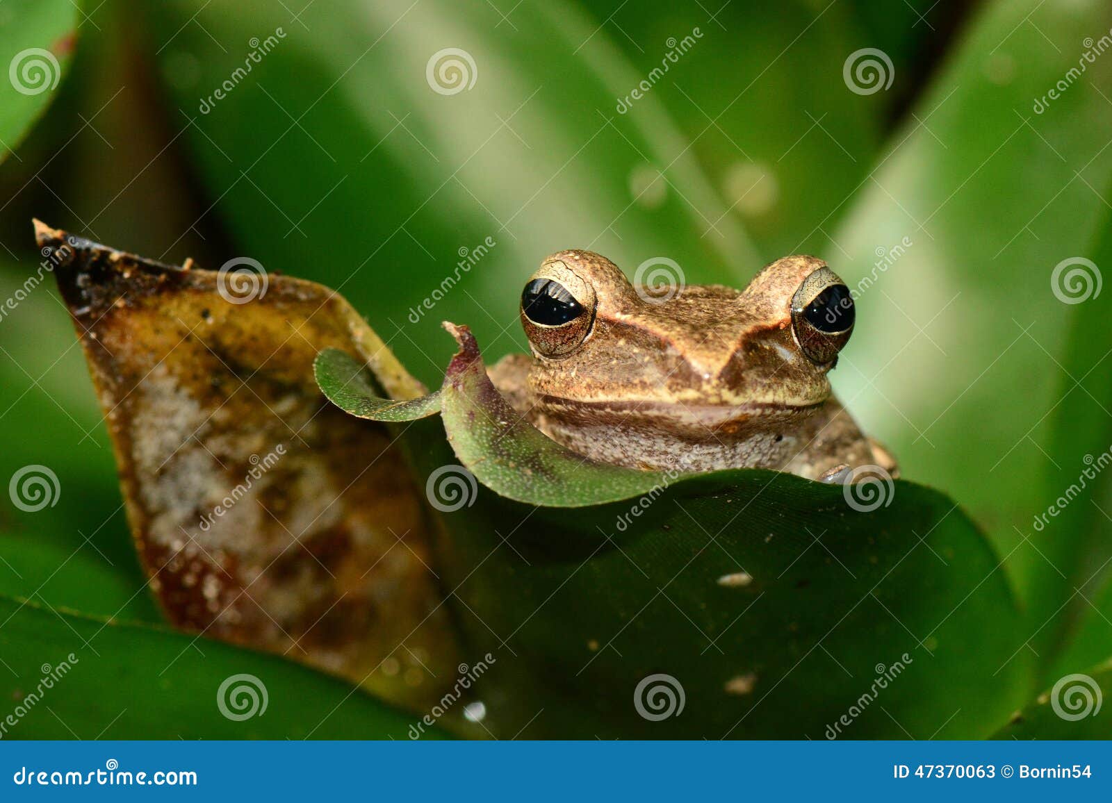 Tree frog portrait stock image. Image of amphibian, toad - 47370063