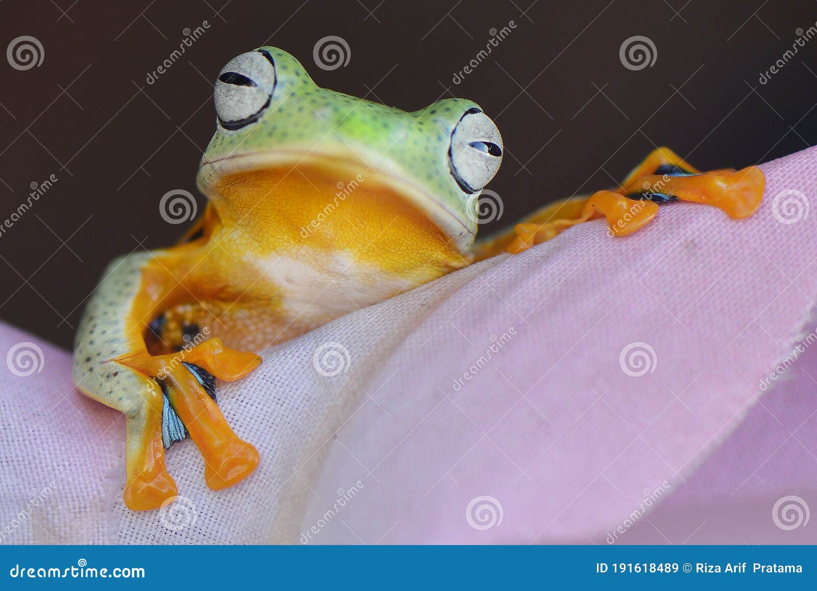 Tree Frog Pose and Close Up Face Stock Image - Image of animal ...