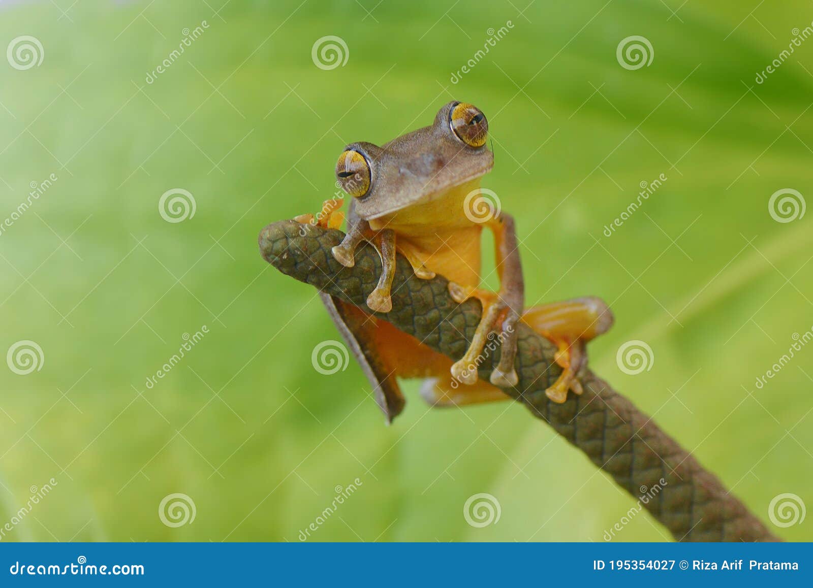 Tree Frog Pose with Cute Face Stock Image - Image of frogs, flying ...