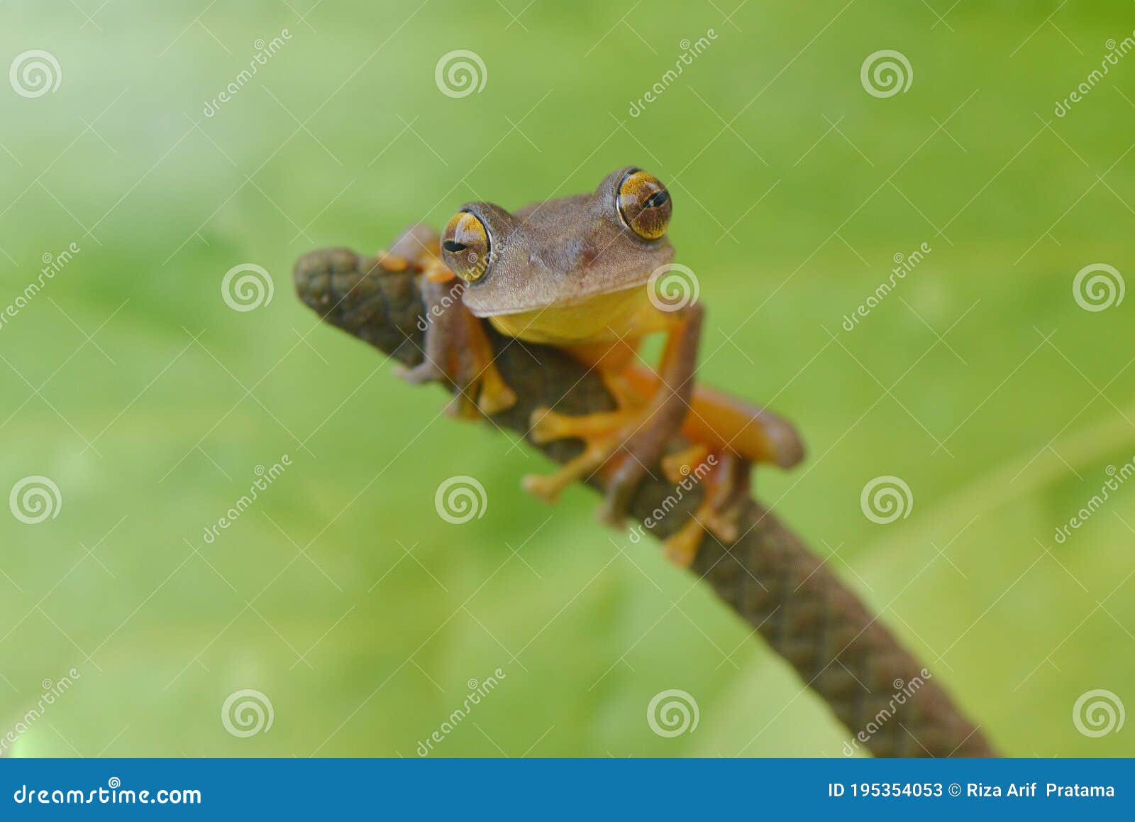Tree Frog Pose with Cute Face Stock Image - Image of amphibian, look ...