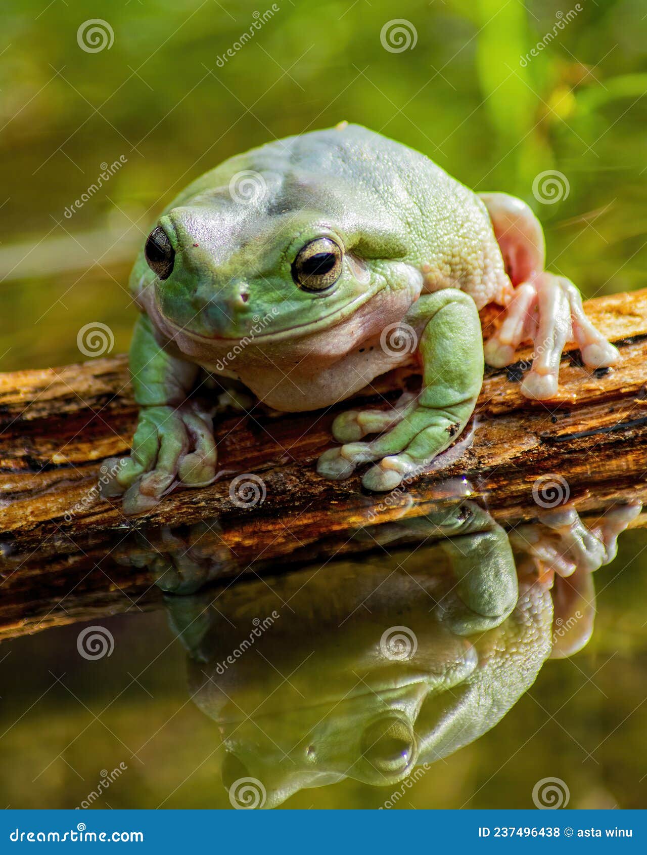 Tree frog posing on a log stock photo. Image of yellow - 237496438