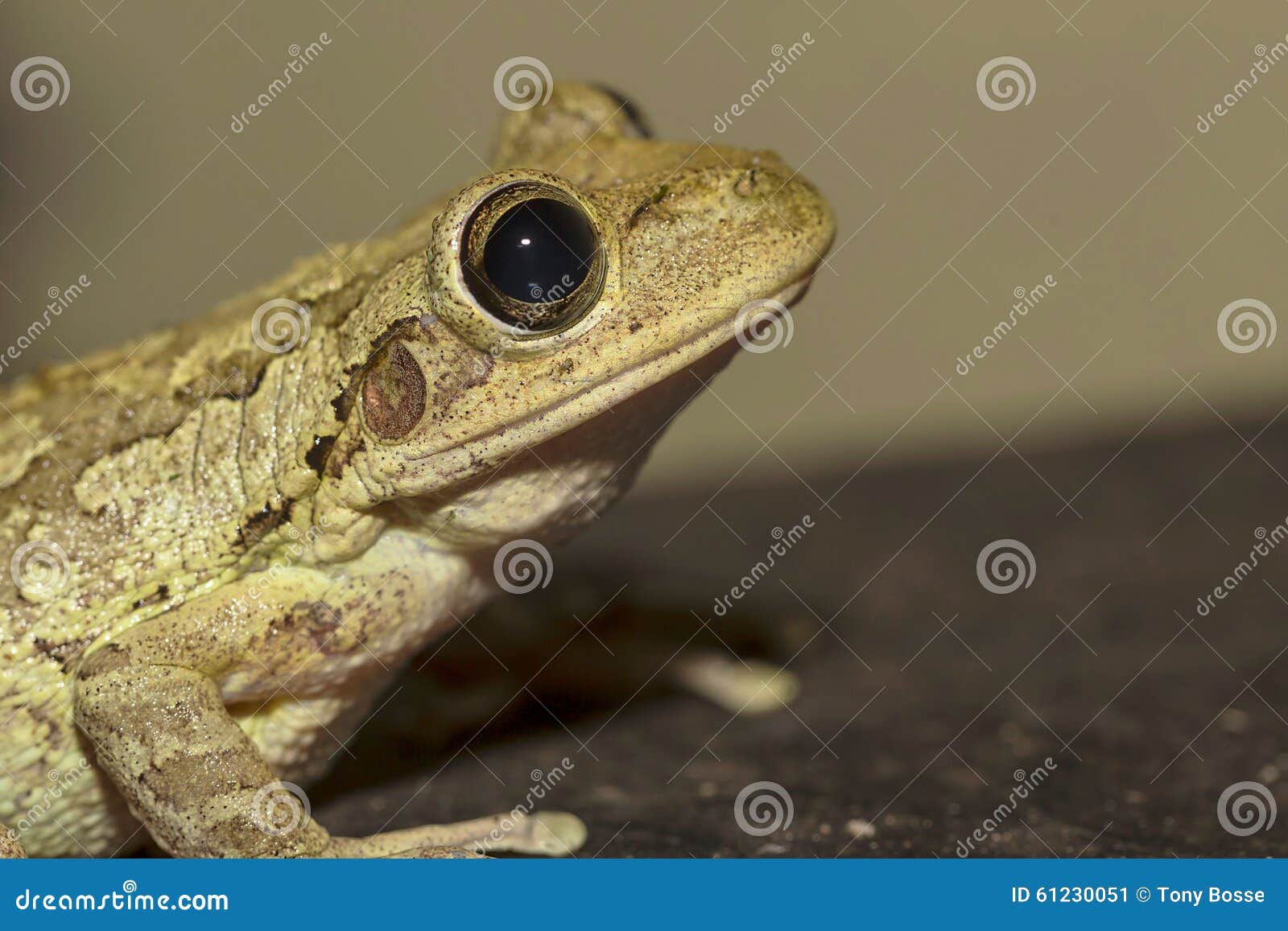 Tree Frog Profile stock image. Image of amphibian, tropical - 61230051