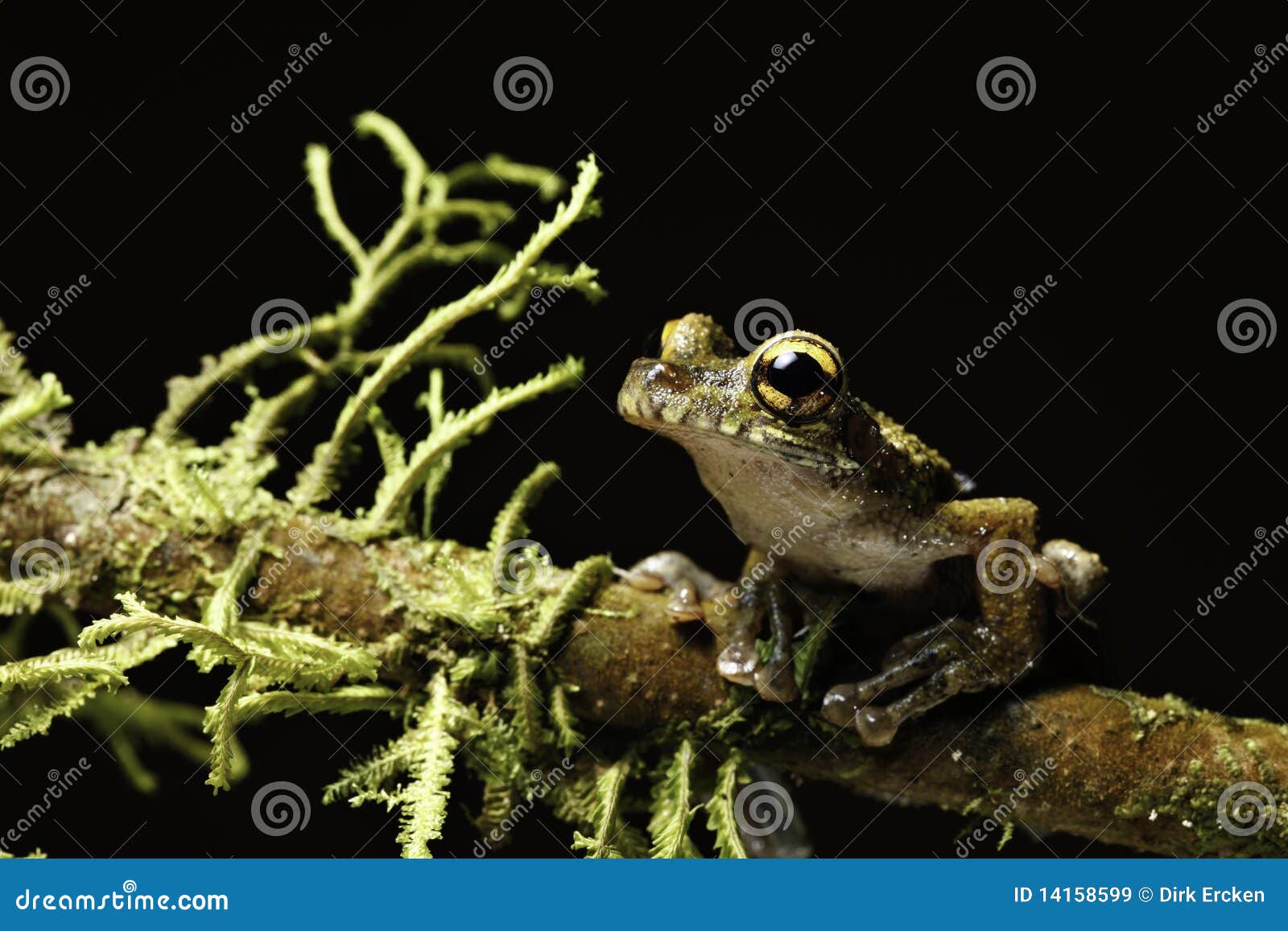 Tree Frog Rain Forest Animal Big Eyes Exotic Stock Image - Image of ...