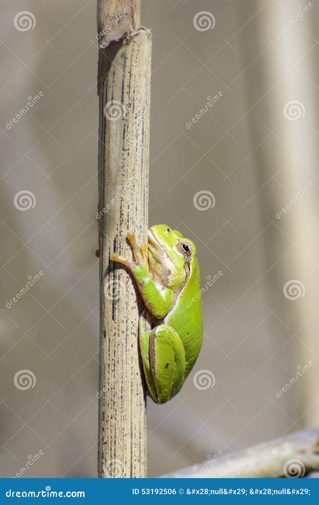 Tree frog on a reed stock photo. Image of frogs, eyes - 53192506
