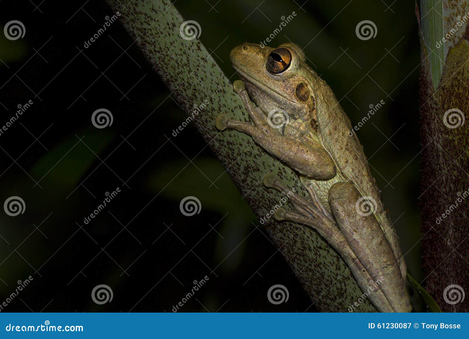Tree Frog Resting in the Dark Stock Image - Image of rainforest ...