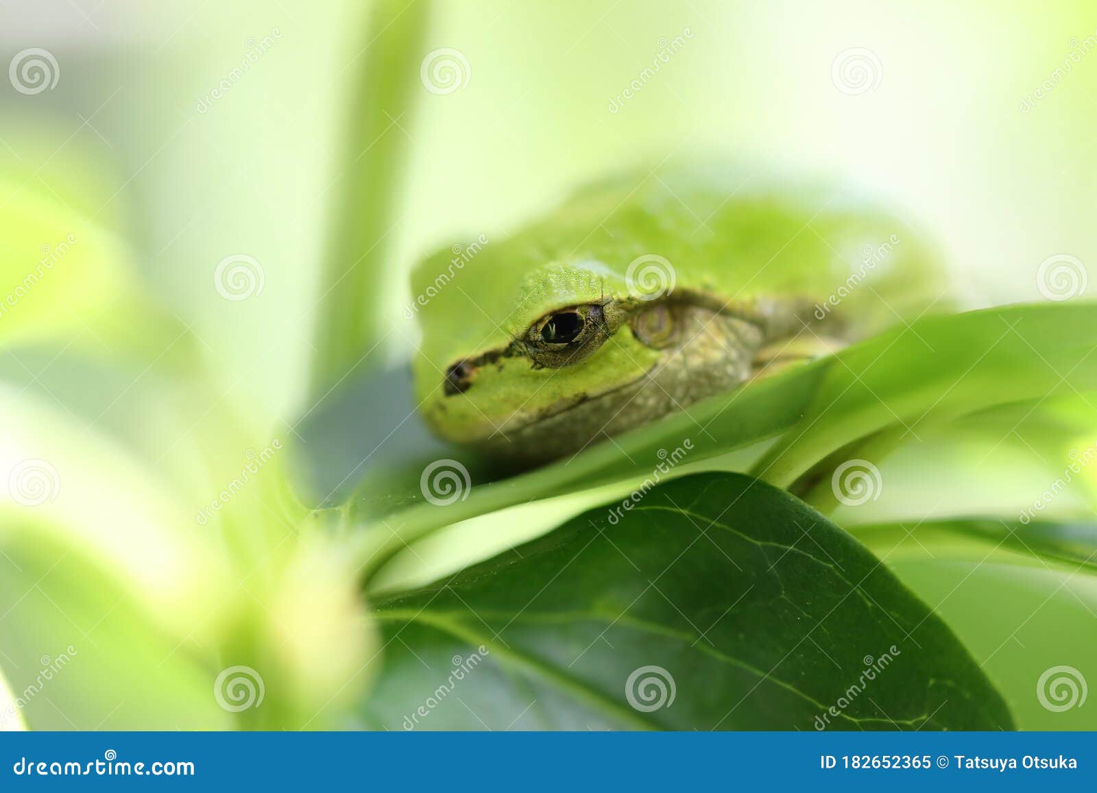 A Tree Frog Resting in the Shade of a Tree Stock Image - Image of ...