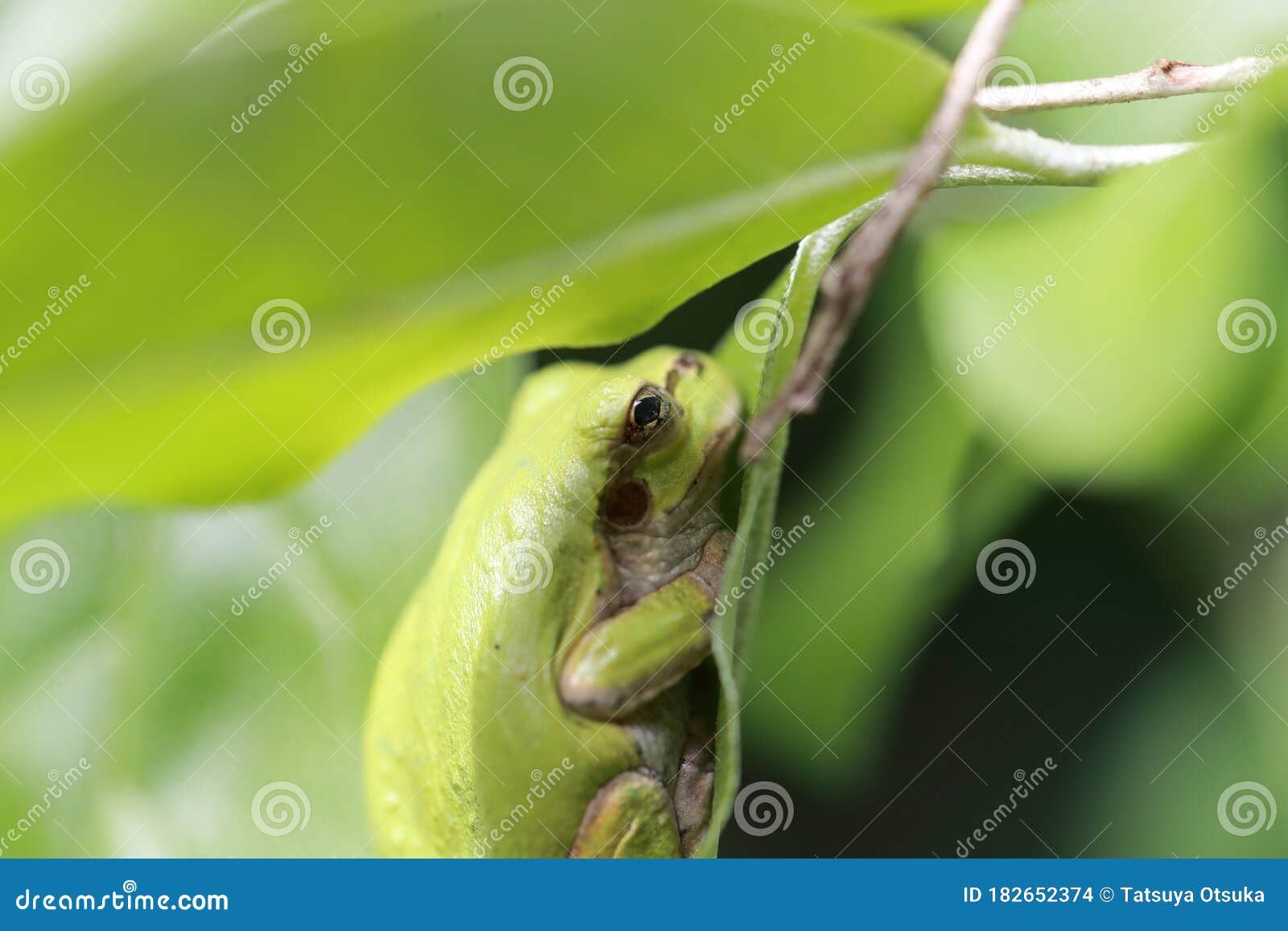 A Tree Frog Resting in the Shade of a Tree Stock Photo - Image of close ...