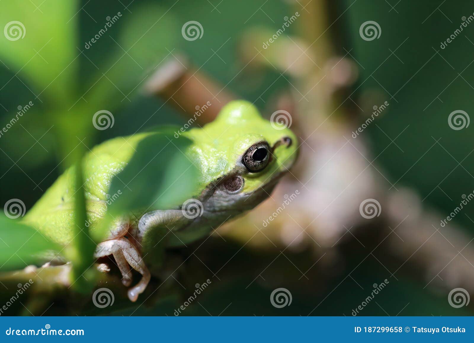 A Tree Frog Resting in the Shade of a Tree Stock Photo - Image of wild ...