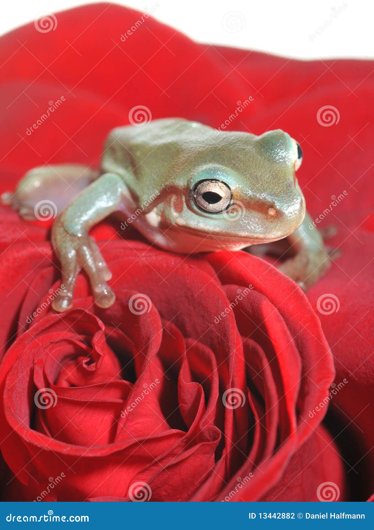 Tree frog on rose stock photo. Image of common, macro - 13442882