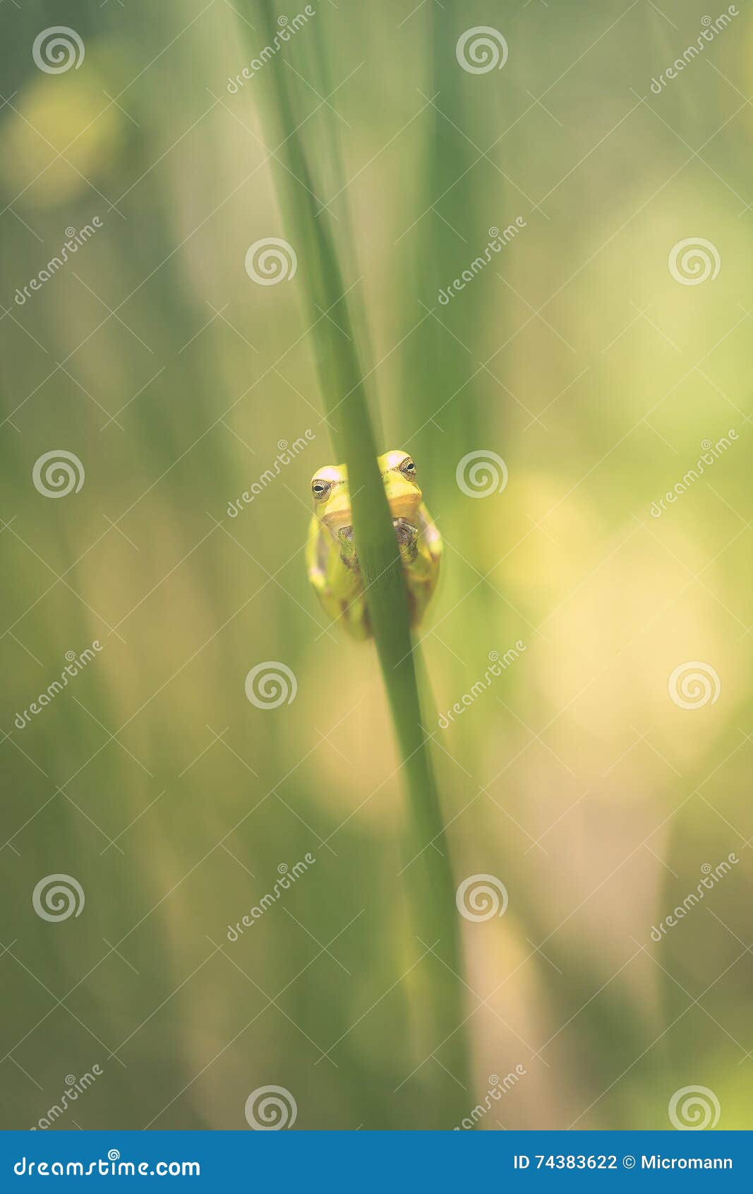 Tree Frog - Rush - Front View Stock Photo - Image of habitat, frog ...