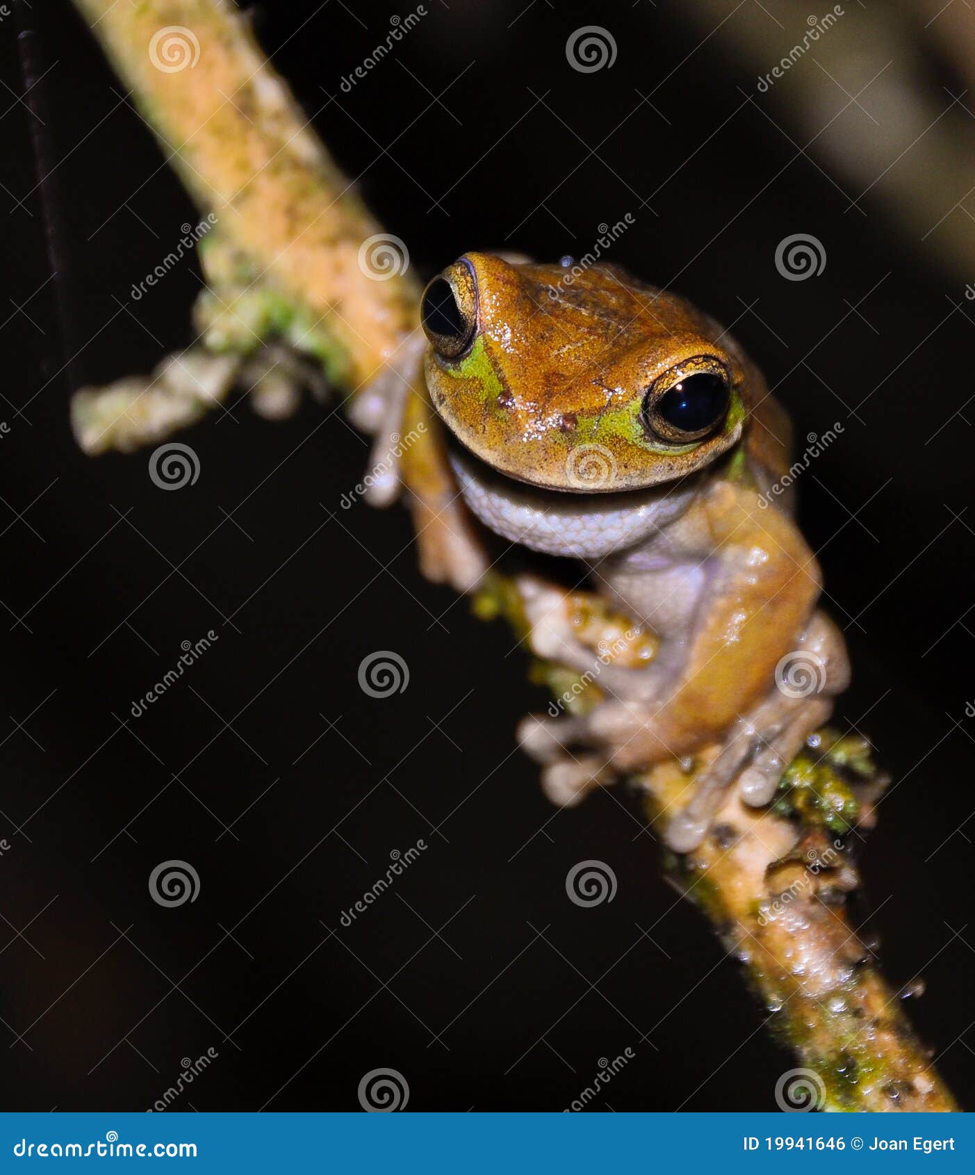 A tree frogÂ´s look stock photo. Image of animals, forest - 19941646