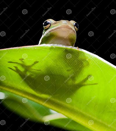 Tree frog shadow stock photo. Image of wildlife, closeup - 12235562