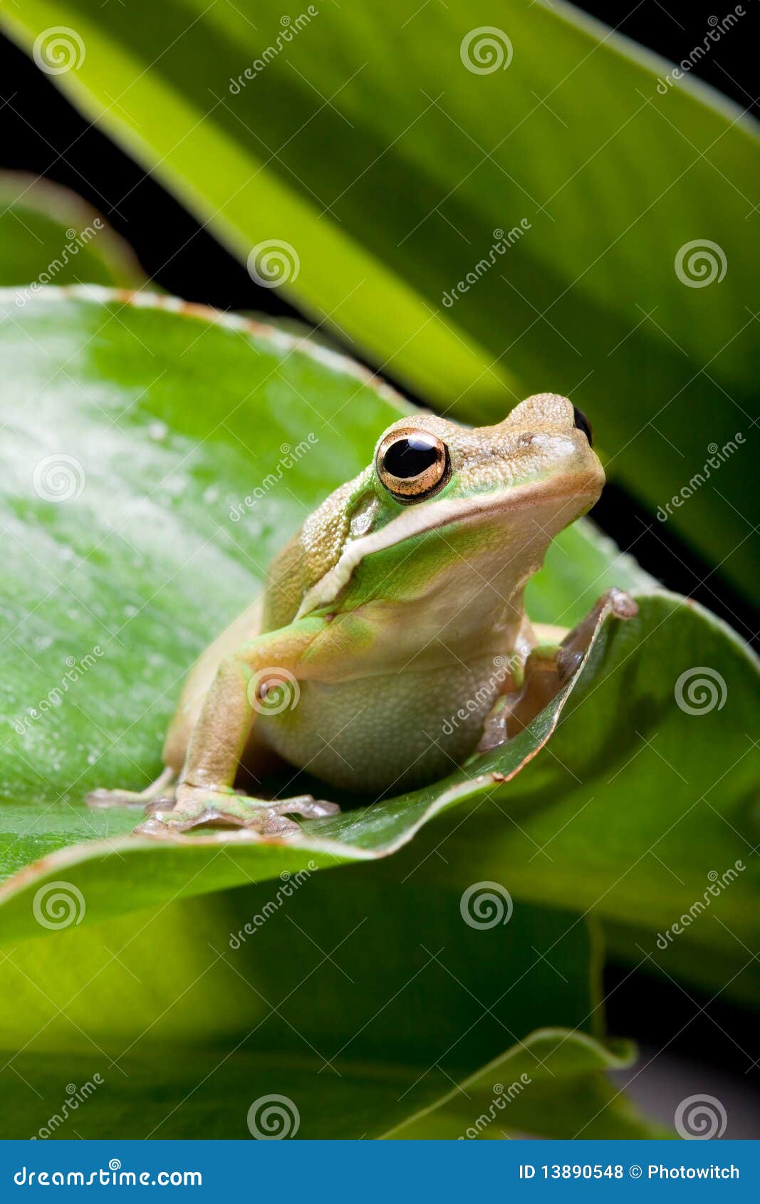 Tree frog shadow stock photo. Image of copyspace, frog - 13890548