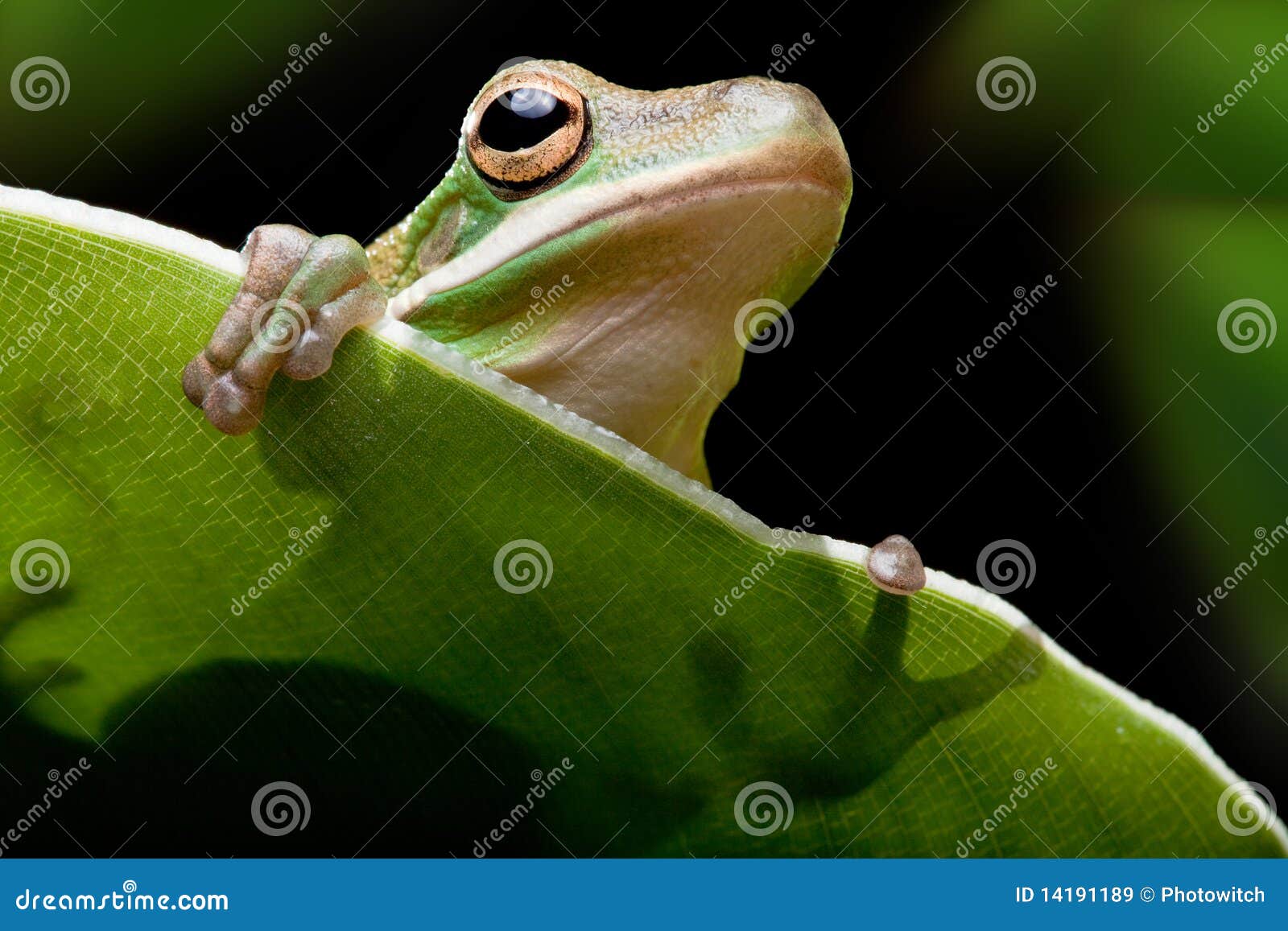 Tree frog shadow stock image. Image of copy, shadow, macro - 14191189