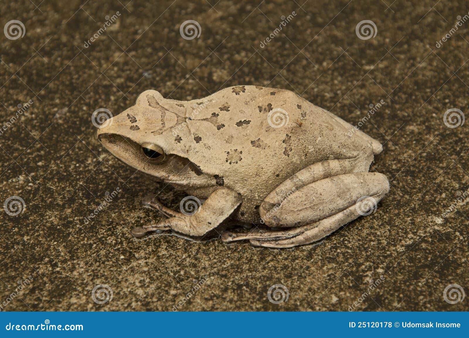 Tree frog in side view stock photo. Image of forest, horizontal - 25120178