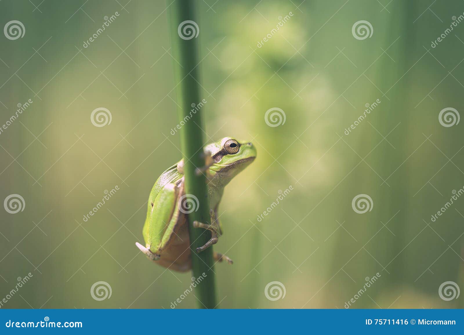 Tree frog - side view stock photo. Image of habitat, endangered - 75711416