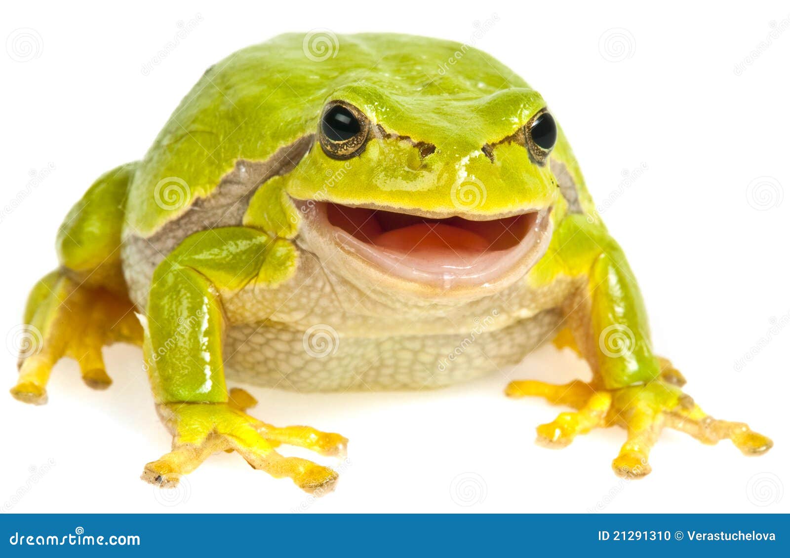 Tree frog sitting stock photo. Image of springtime, frog - 21291310