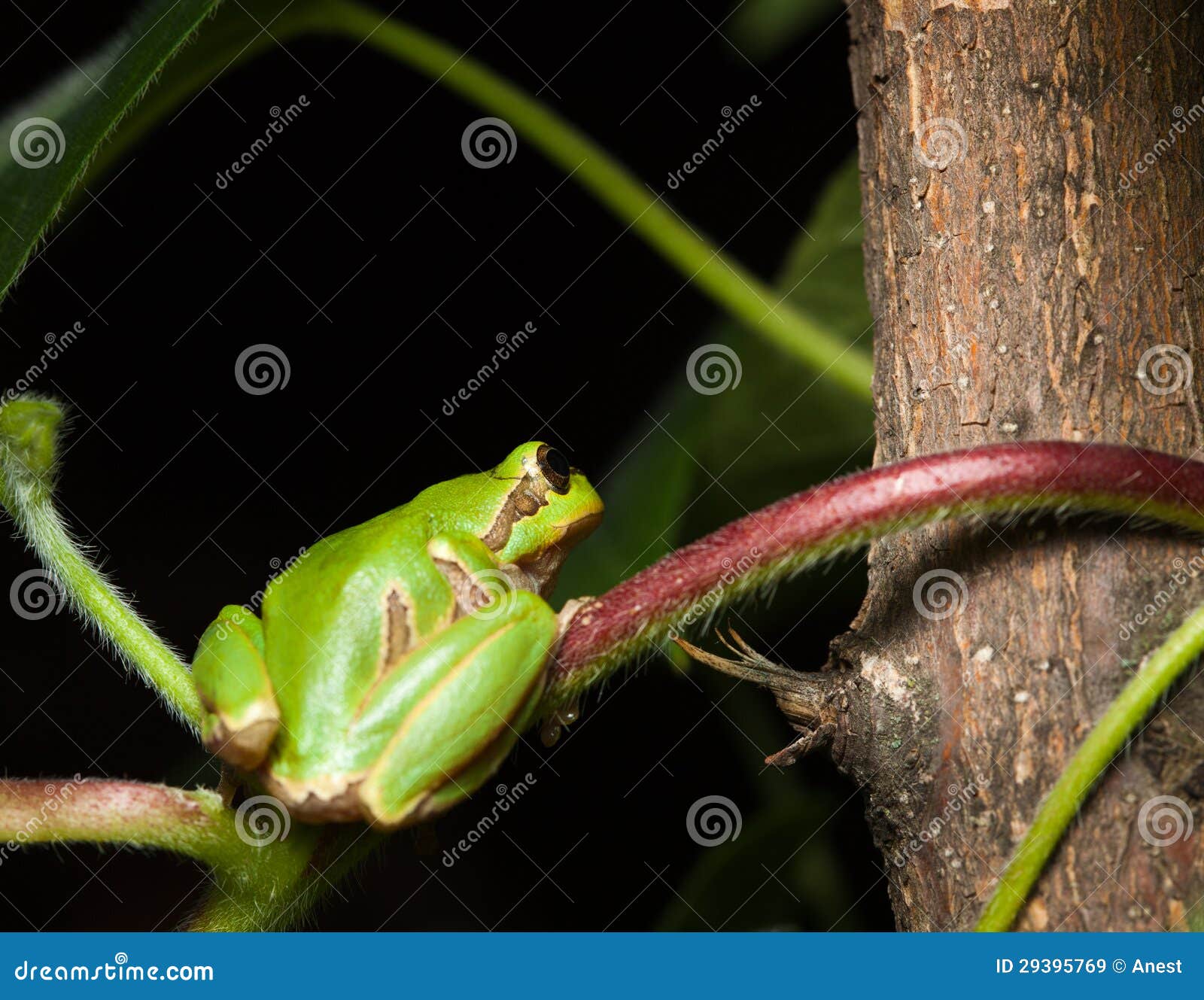 Tree Frog Sitting on Branch Stock Image - Image of clinging, branch ...