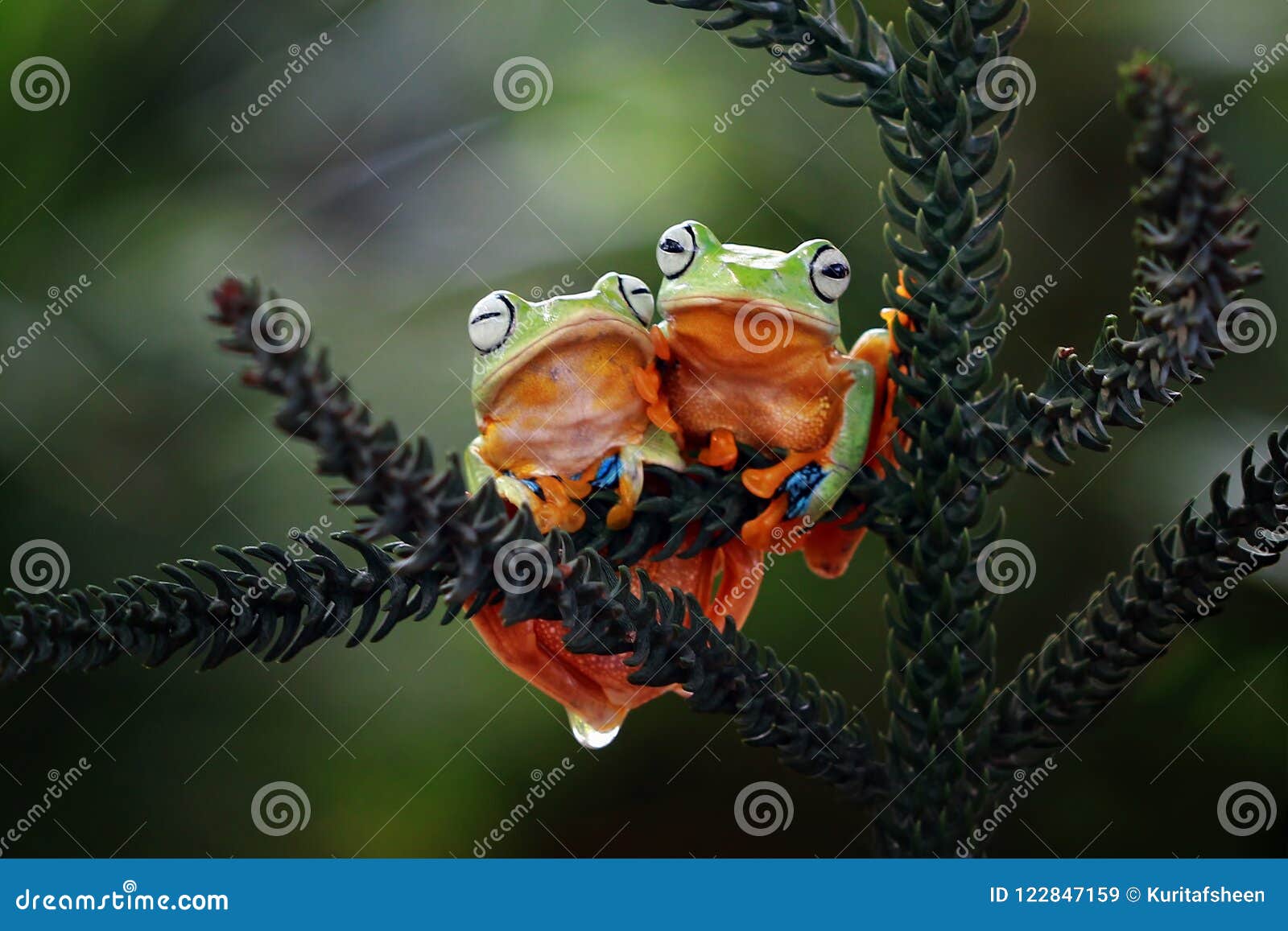 Two Tree Frog, Flying Frog, Frog on Branch Stock Image - Image of ...
